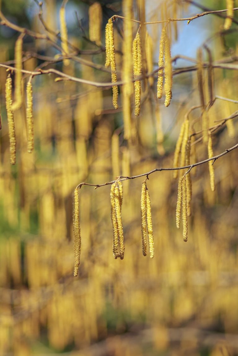 The Hazel – Beautiful, Generous and Useful – Michael Fuller Gardens